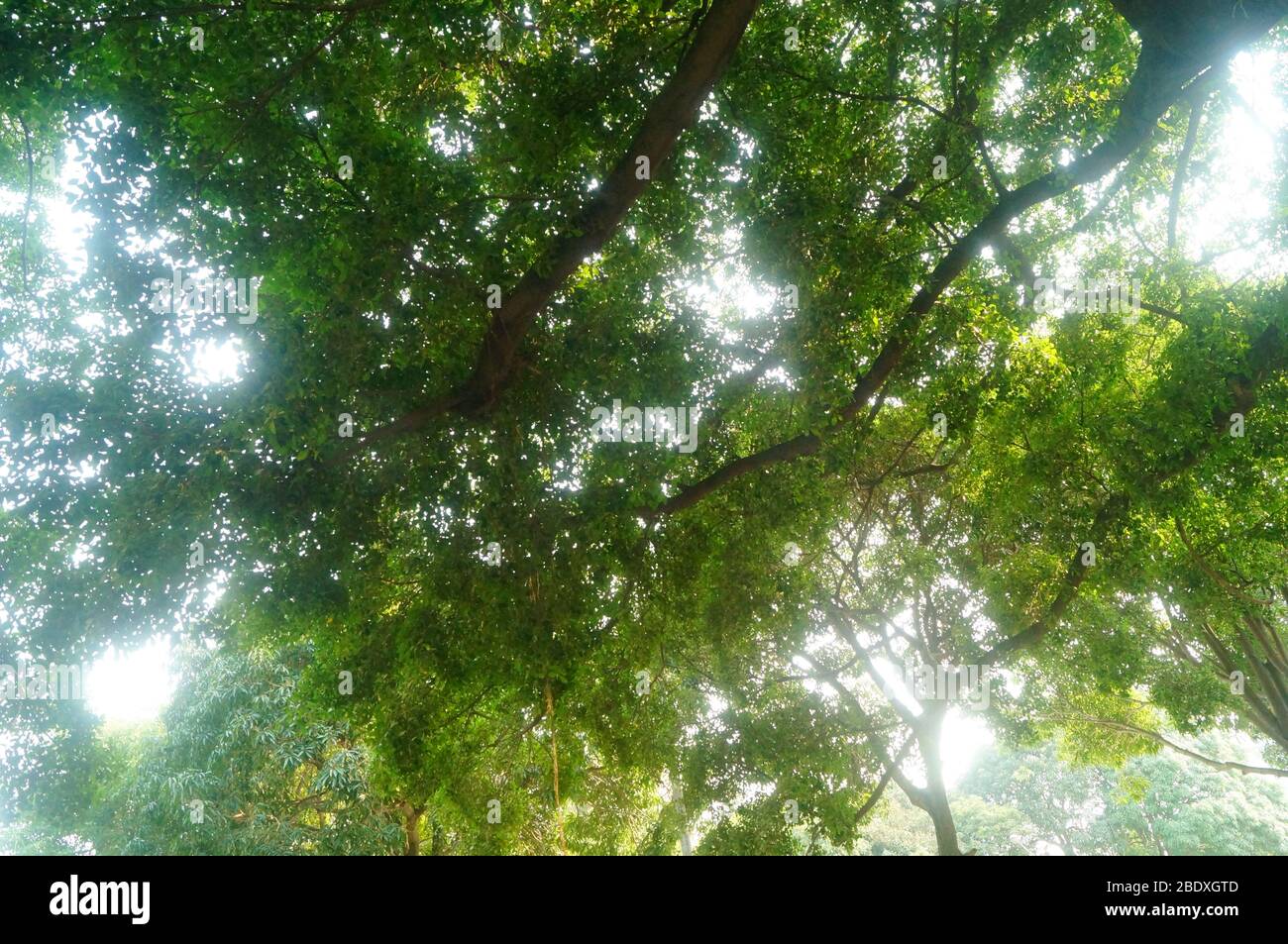 Landscape of tree branches and leaves Stock Photo - Alamy