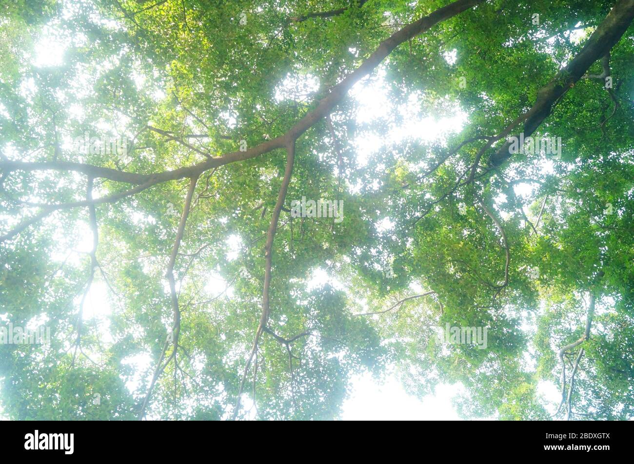 Landscape of tree branches and leaves Stock Photo - Alamy