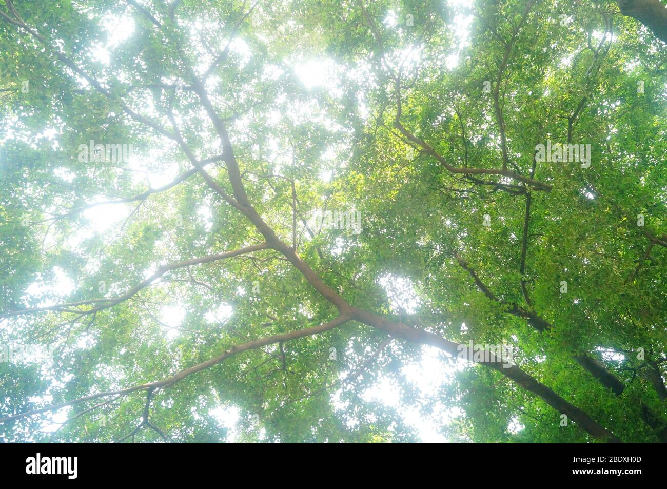 Landscape of tree branches and leaves Stock Photo - Alamy