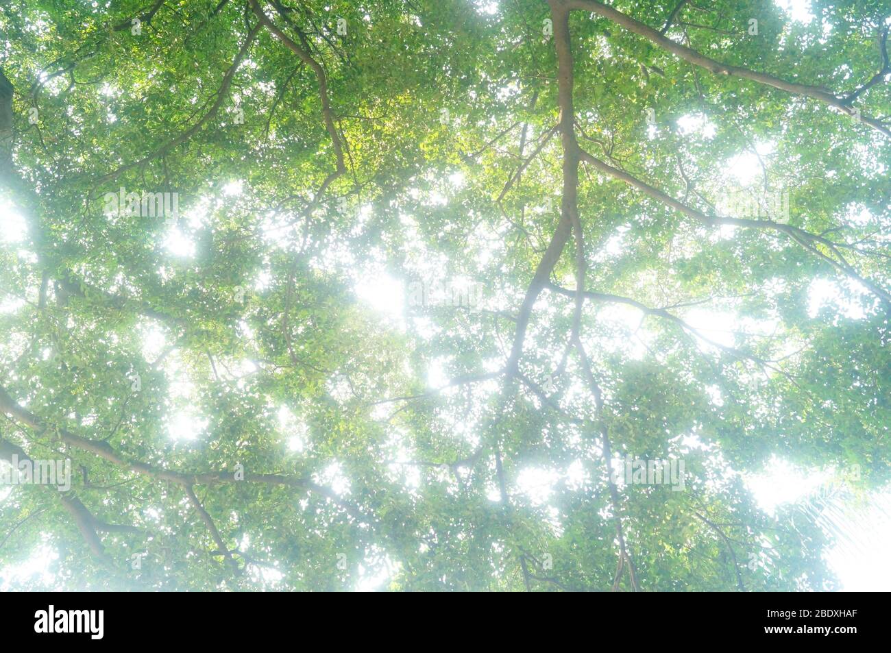 Landscape of tree branches and leaves Stock Photo - Alamy
