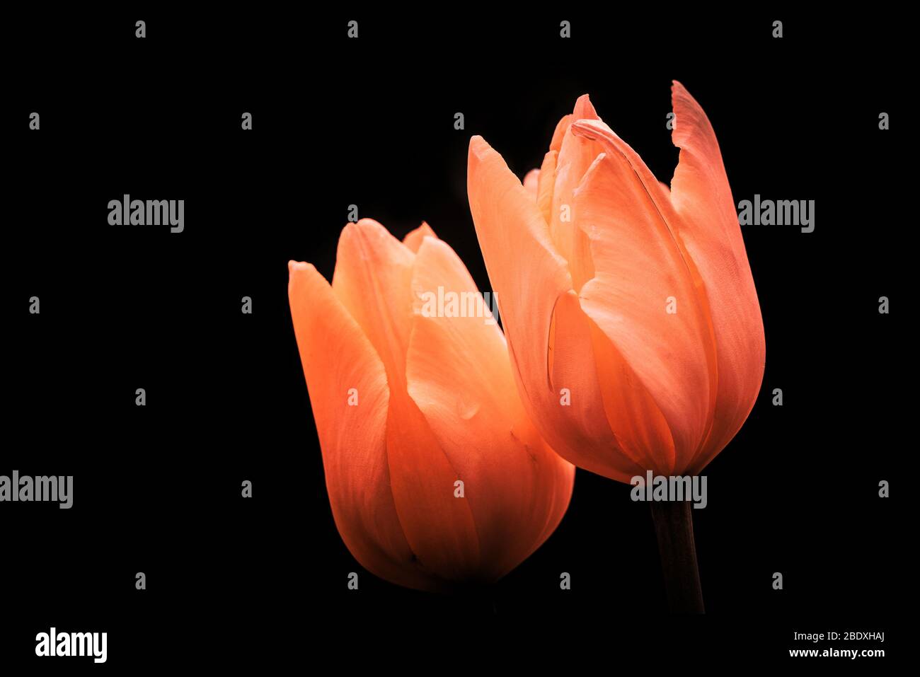 Double concept reflection hi-res stock photography and images - Alamy