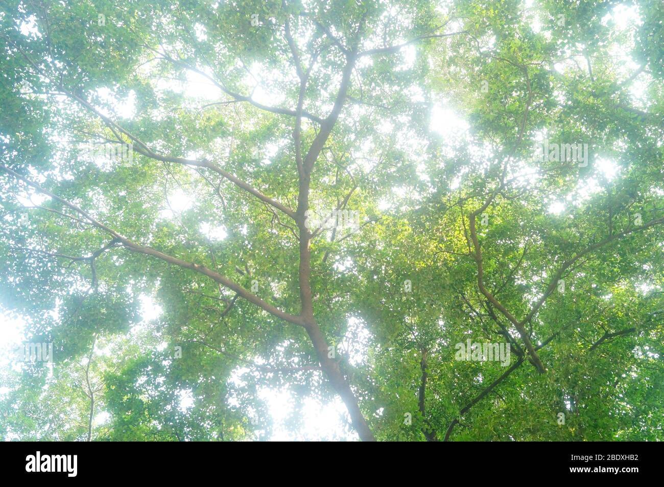 Landscape of tree branches and leaves Stock Photo - Alamy