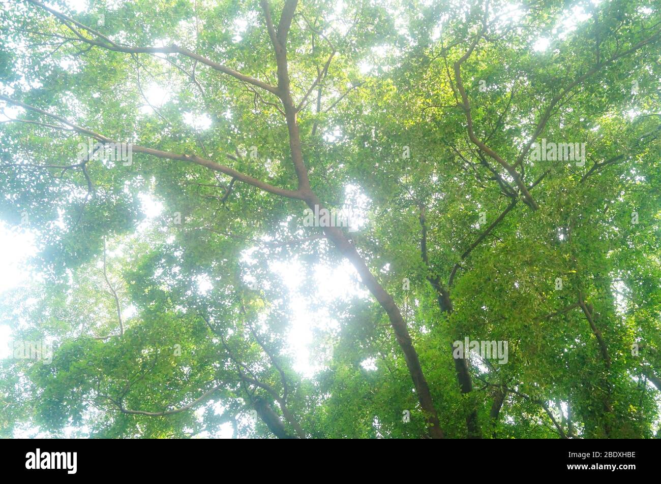 Landscape of tree branches and leaves Stock Photo - Alamy