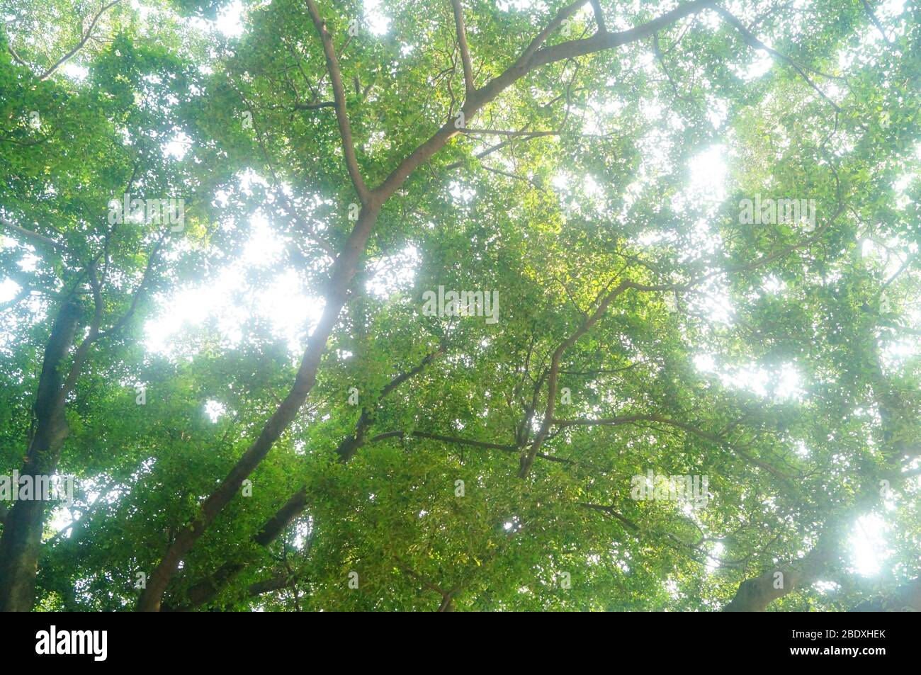 Landscape of tree branches and leaves Stock Photo - Alamy