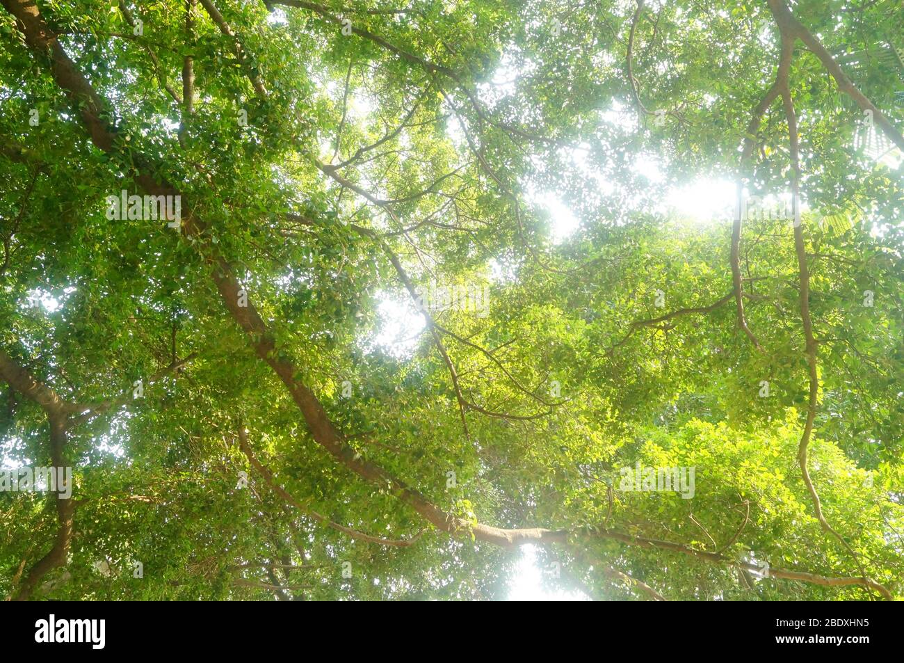 Landscape of tree branches and leaves Stock Photo - Alamy