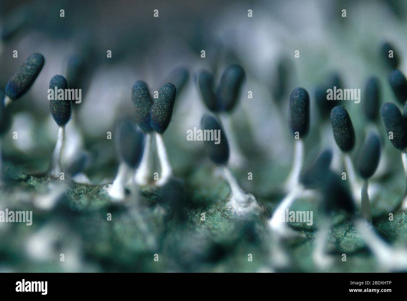 Diachea hi-res stock photography and images - Alamy