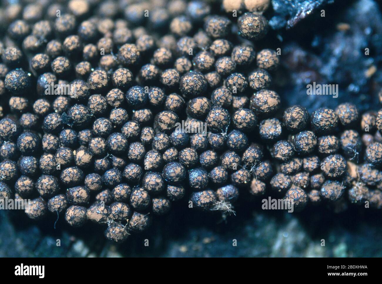 Lindbladia hi-res stock photography and images - Alamy