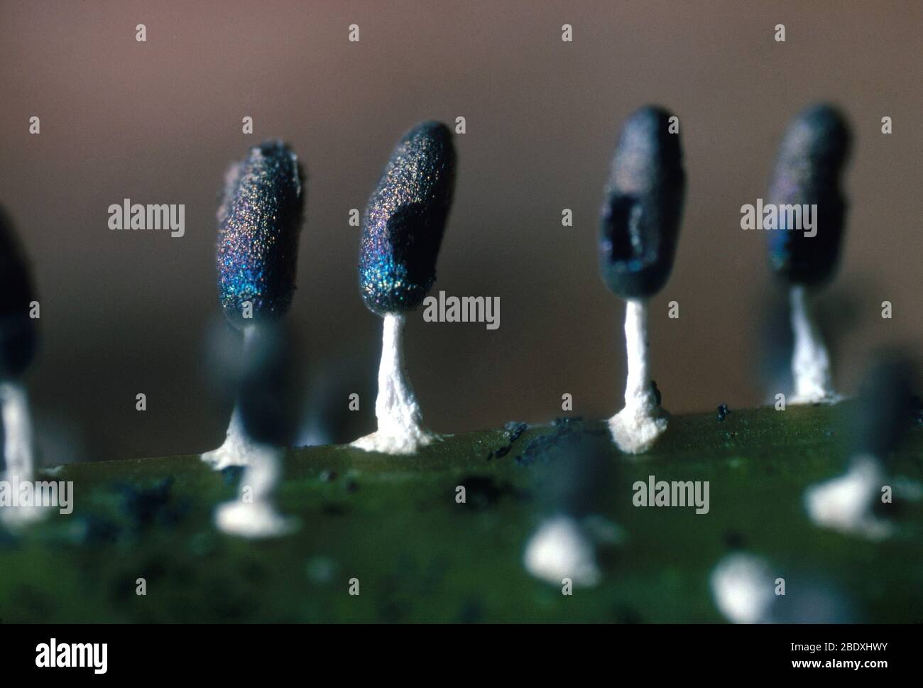 Diachea hi-res stock photography and images - Alamy