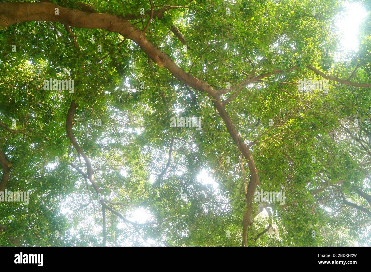 Landscape of tree branches and leaves Stock Photo - Alamy