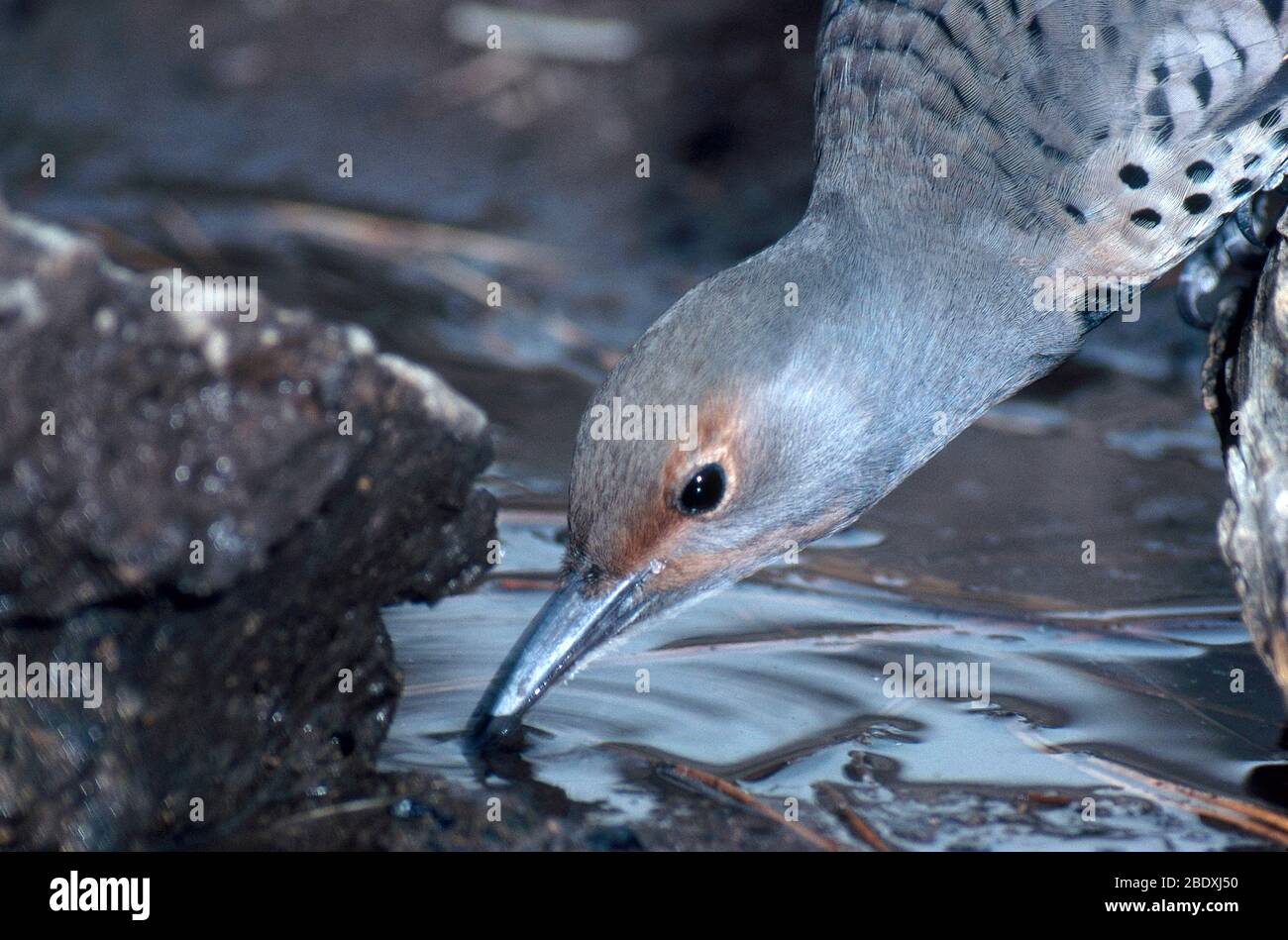 Northern common flicker colaptes hi-res stock photography and images ...