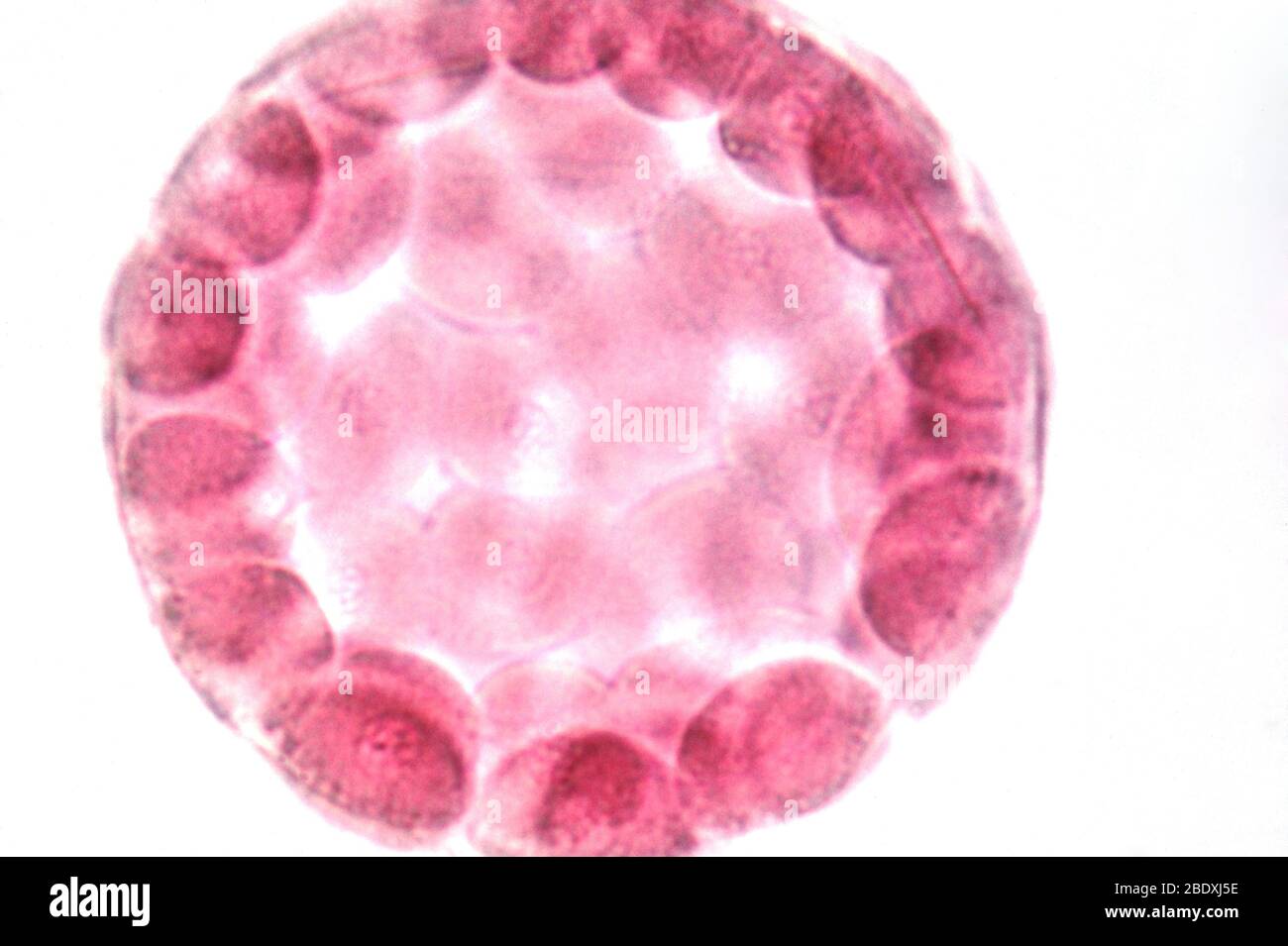 Blastomere hi-res stock photography and images - Alamy