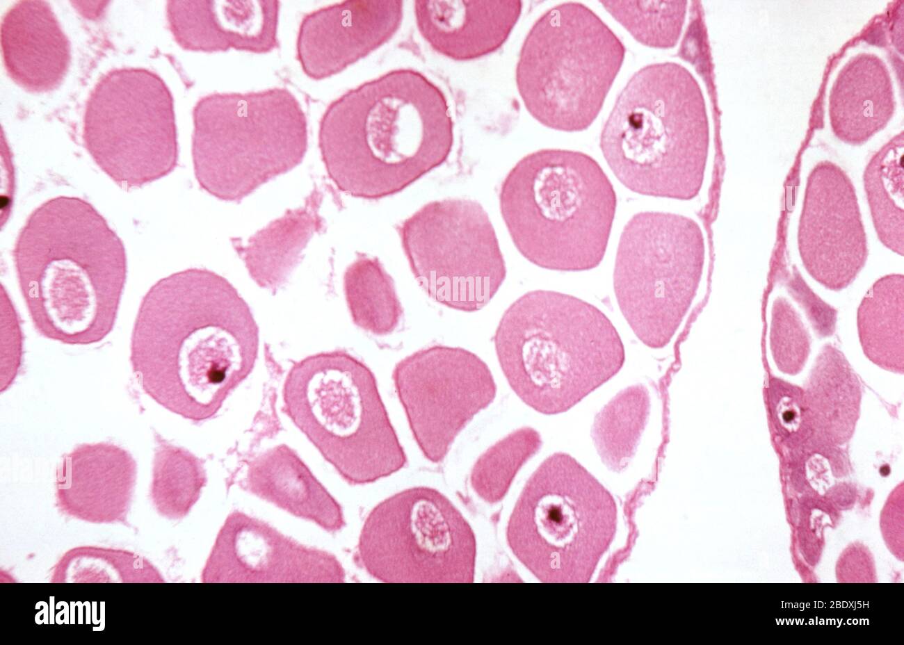 Starfish reproduction hi-res stock photography and images - Alamy