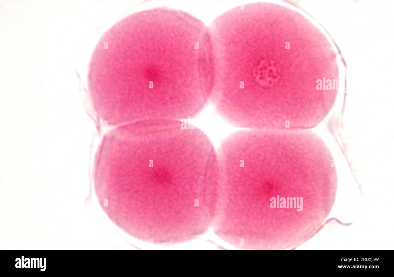Blastomere hi-res stock photography and images - Alamy