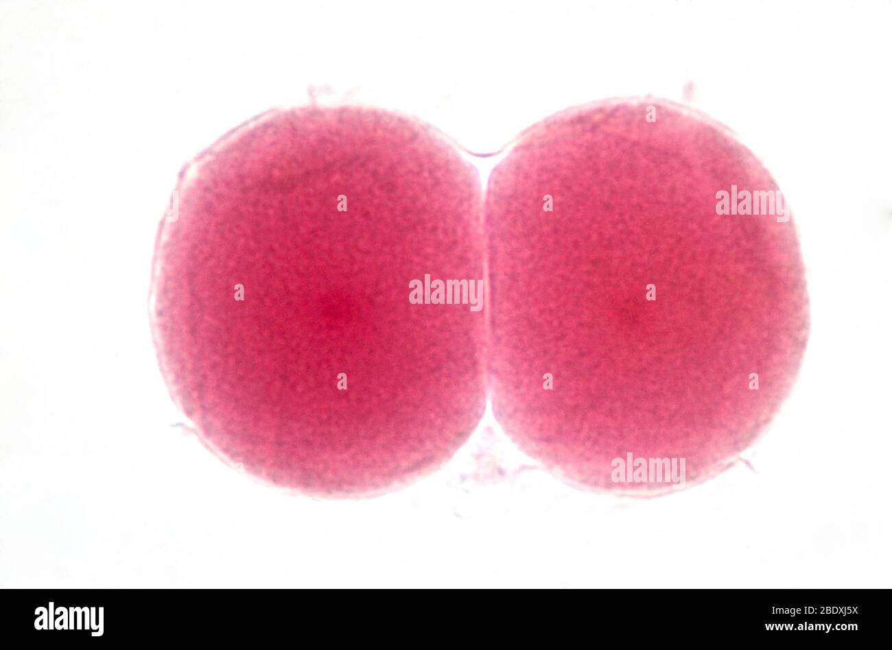 Starfish embryo Cut Out Stock Images & Pictures - Alamy