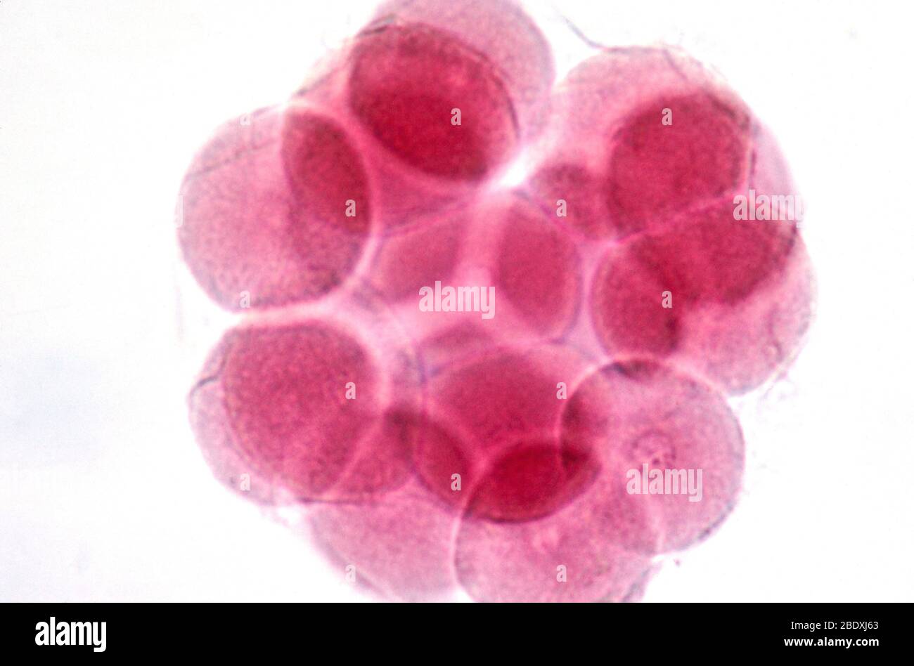 16 cell stage starfish hi-res stock photography and images - Alamy