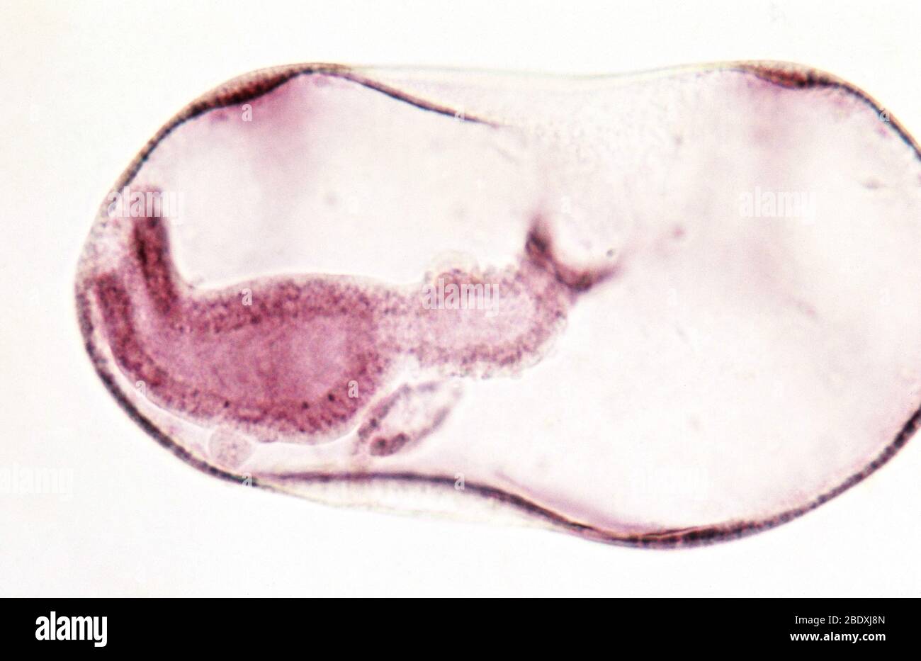 Early bipinnaria hi-res stock photography and images - Alamy