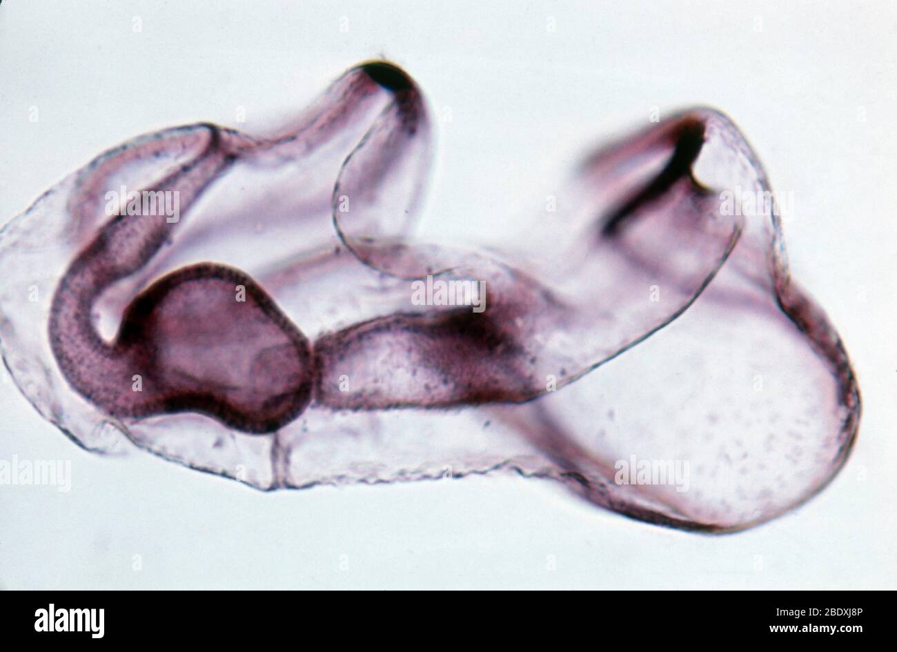 Starfish reproduction hi-res stock photography and images - Alamy