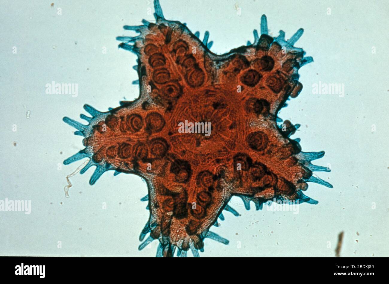 Starfish reproduction hi-res stock photography and images - Alamy