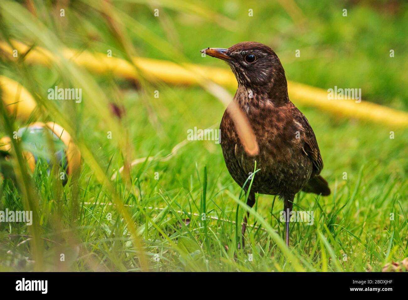 Garden bird spring hi-res stock photography and images - Alamy