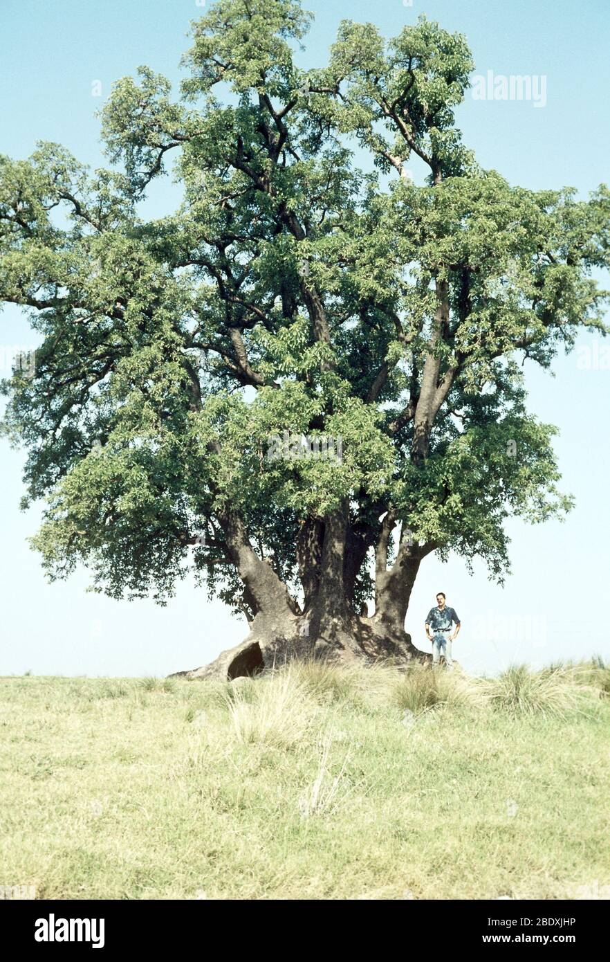 Ombu Tree