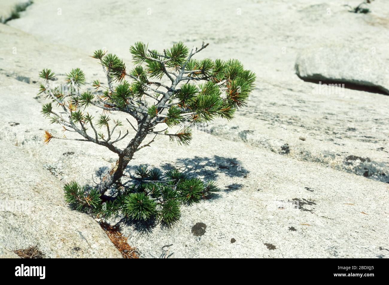 Alpine rock plant hi-res stock photography and images - Alamy