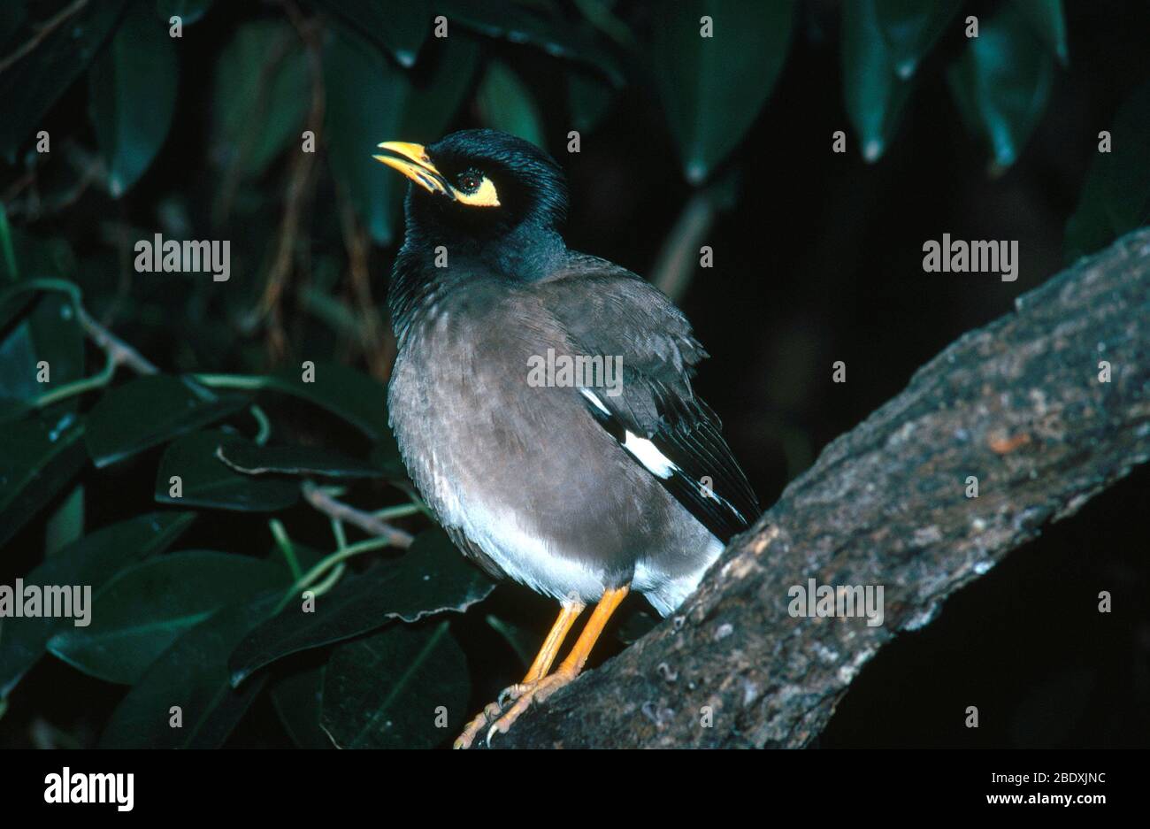 Myna birds hi-res stock photography and images - Alamy