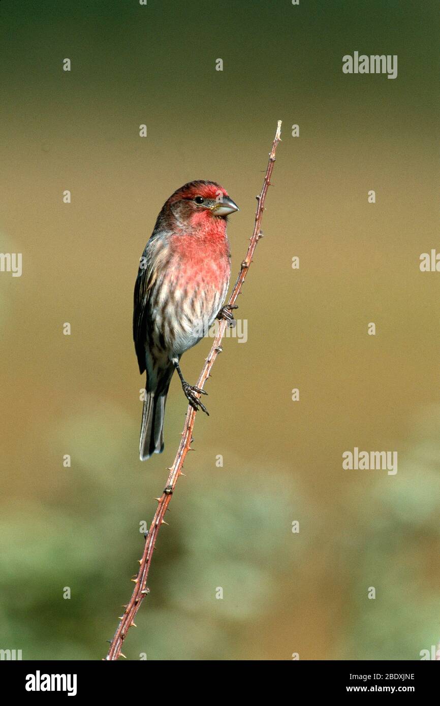 Breeding finches hi-res stock photography and images - Alamy