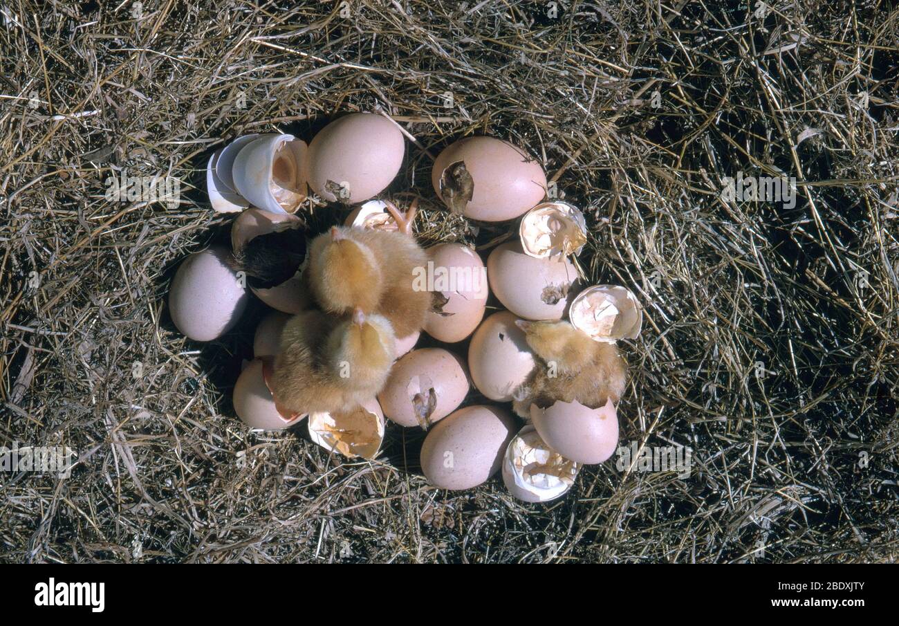 Cracked egg hatching hi-res stock photography and images - Alamy