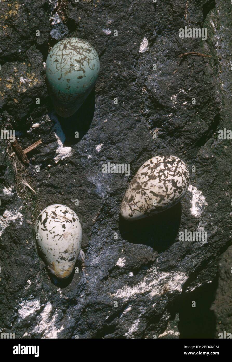 Common murre bird eggs hi-res stock photography and images - Alamy