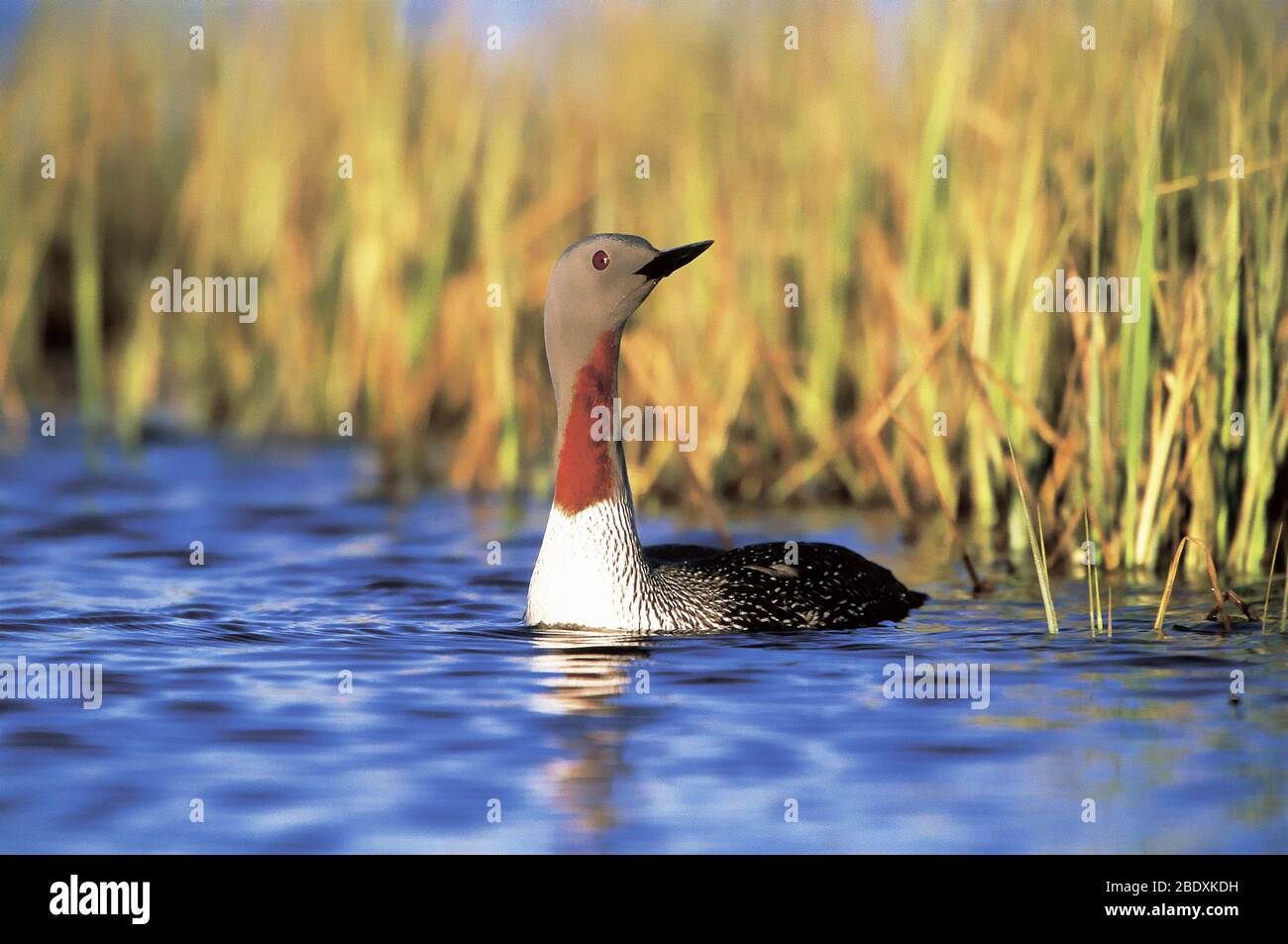 Fauna plumage hi-res stock photography and images - Alamy
