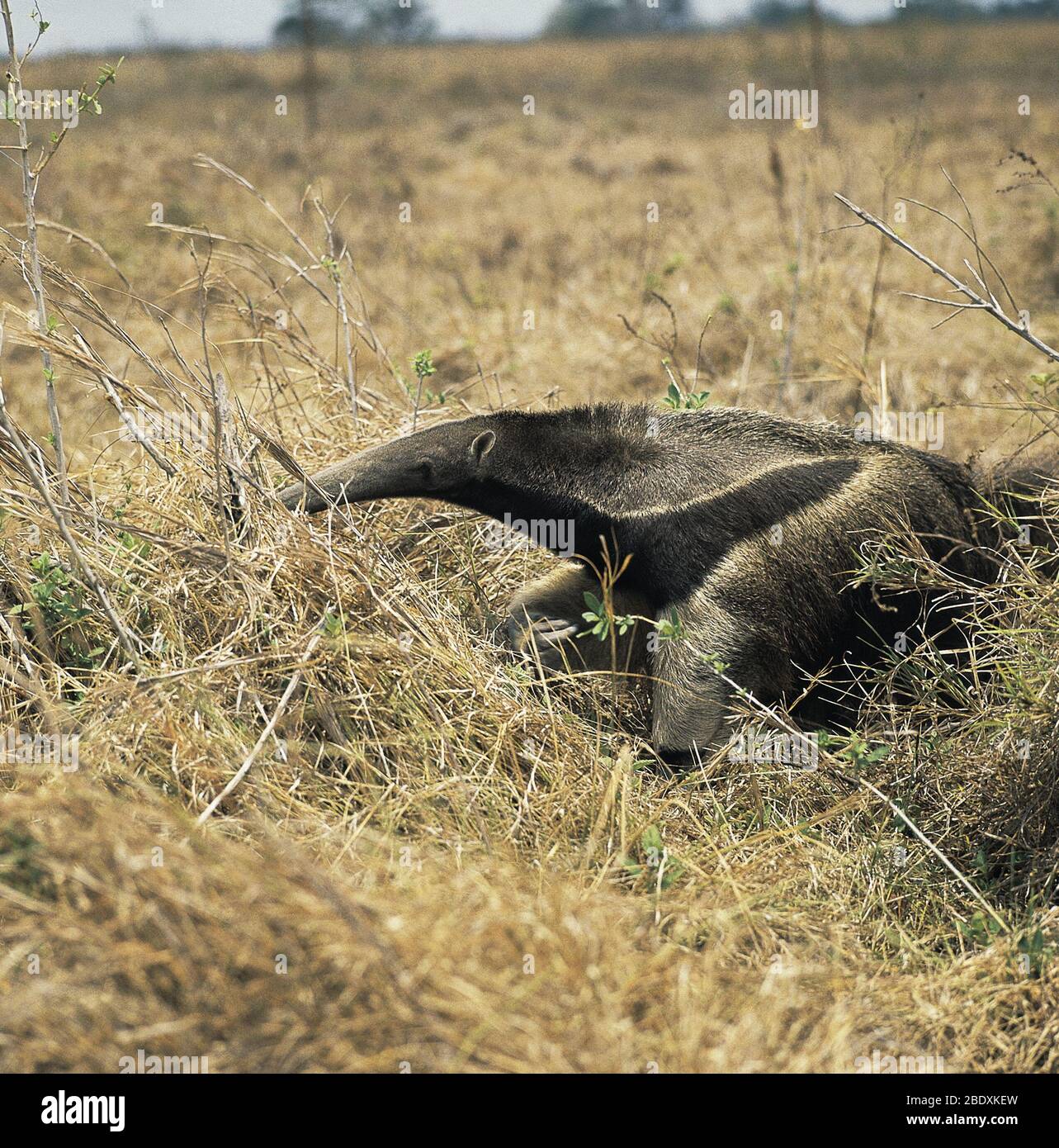Great anteater hi-res stock photography and images - Alamy