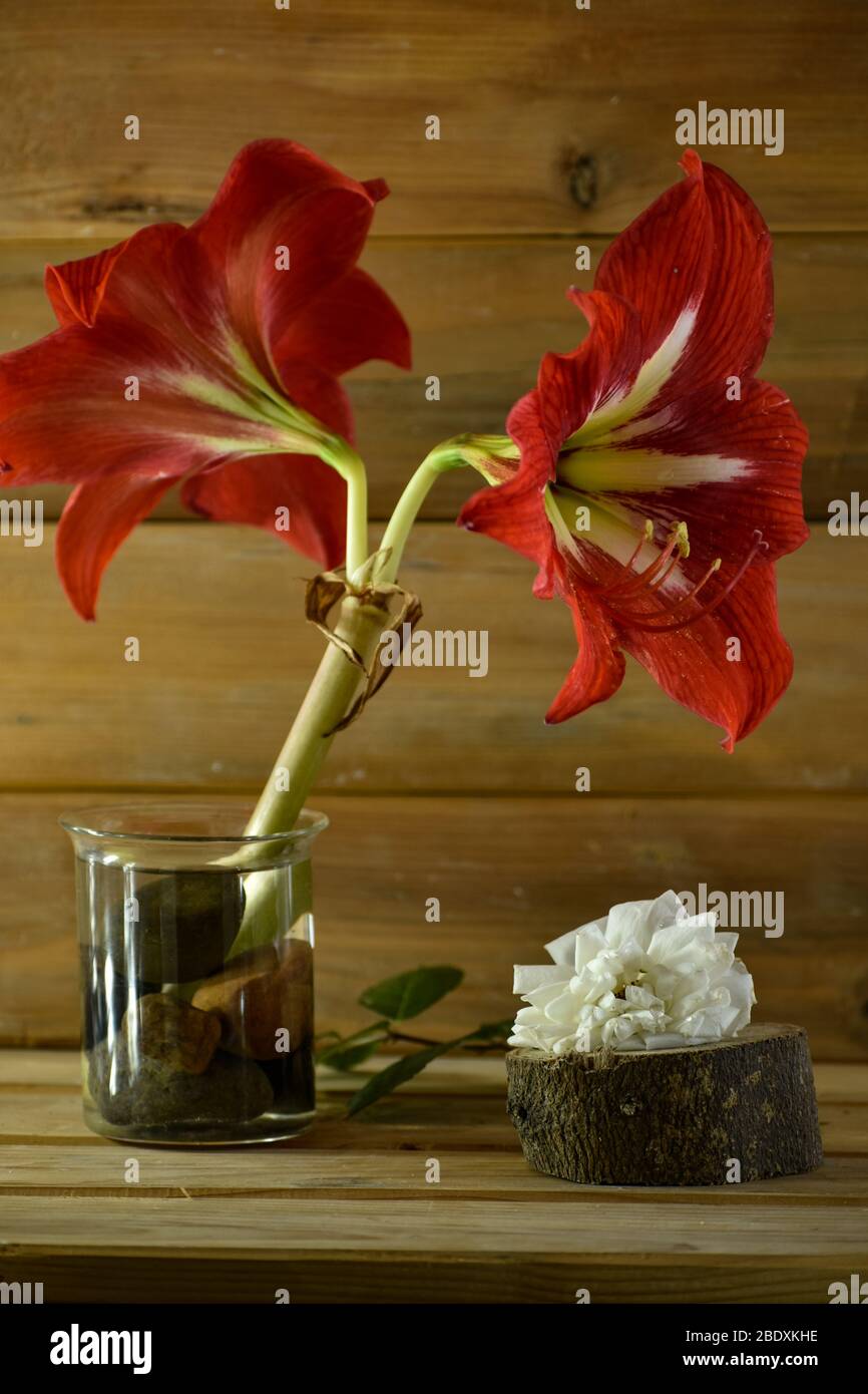 beautiful closeup photograph of Red Easter Lily flower with wooden ...