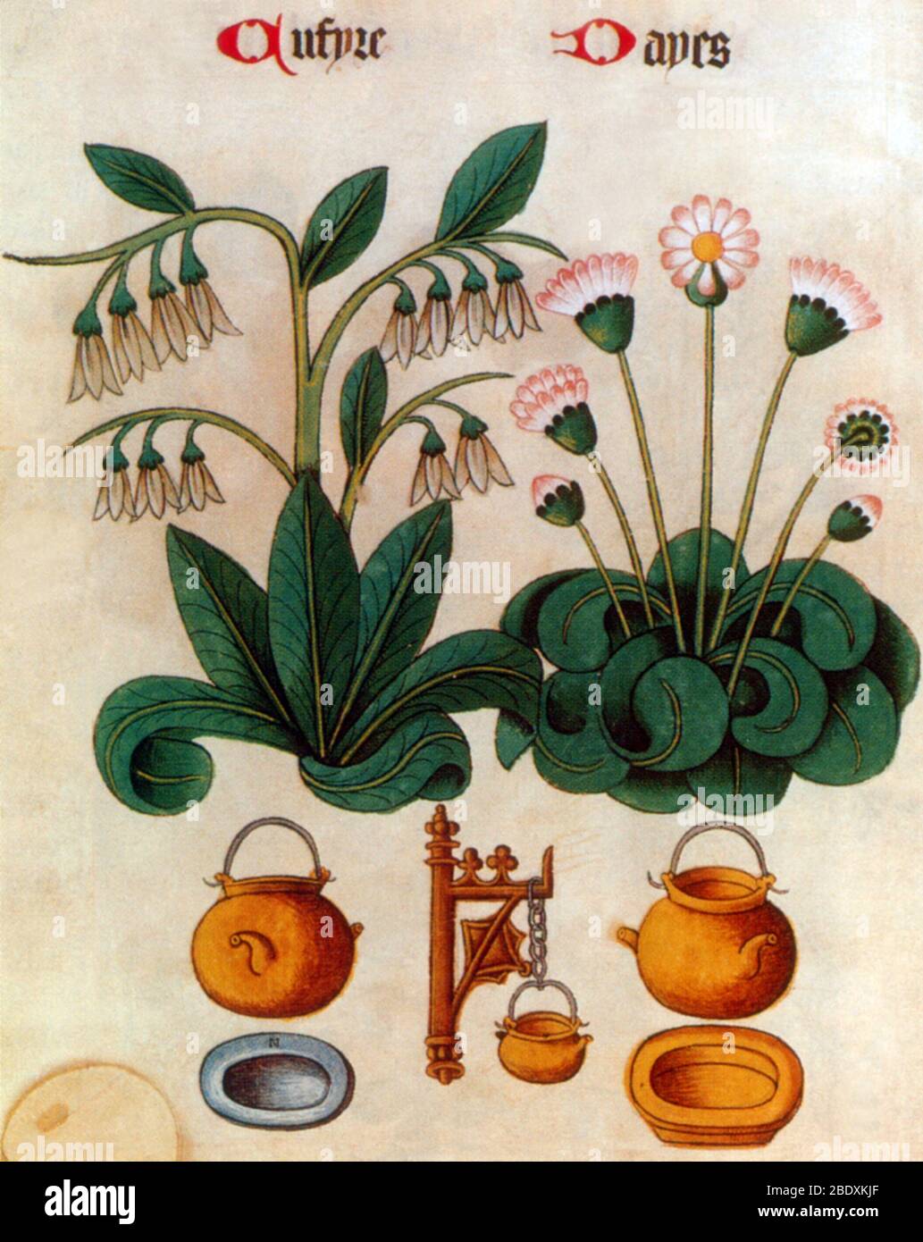 English daisy bellis perennis hi-res stock photography and images - Alamy