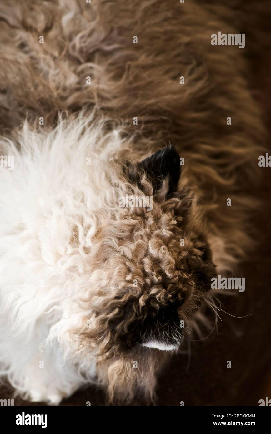 Cat from above hi-res stock photography and images - Alamy