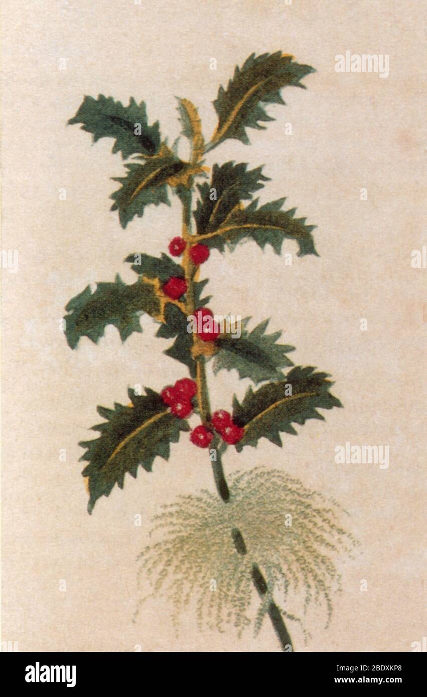 Flowering holly hi-res stock photography and images - Alamy