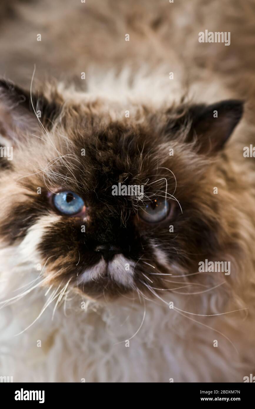 Selkirk Rex cat Stock Photo - Alamy