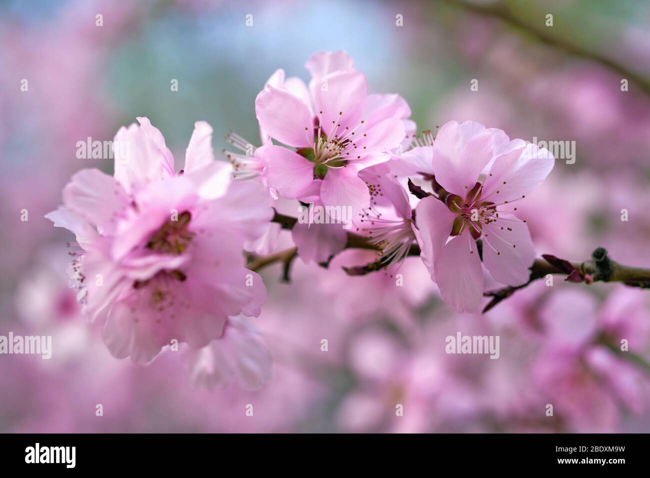 beautiful spring landscape - blooming trees, bright pink and white ...
