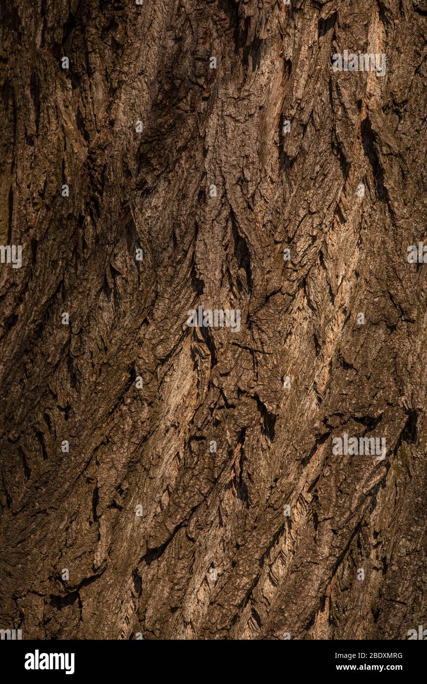 Old tree bark texture. Tree detail, texture Stock Photo - Alamy
