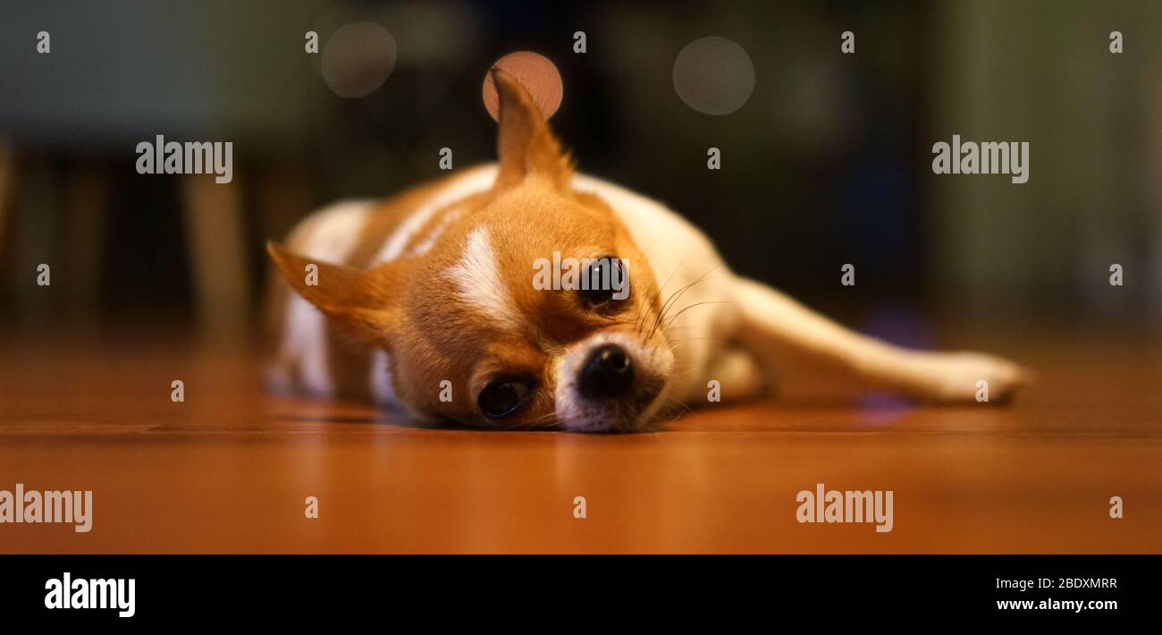 A little tired chihuahua dog is laying on the wooden floor, purebred ...