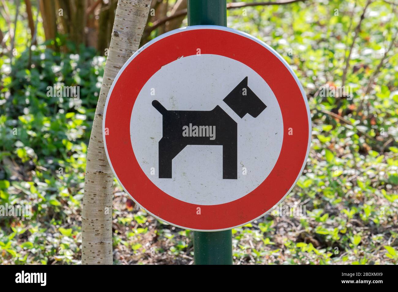 Forbidden For Dogs Sign At Amstelpark Park Amsterdam The Netherlands ...