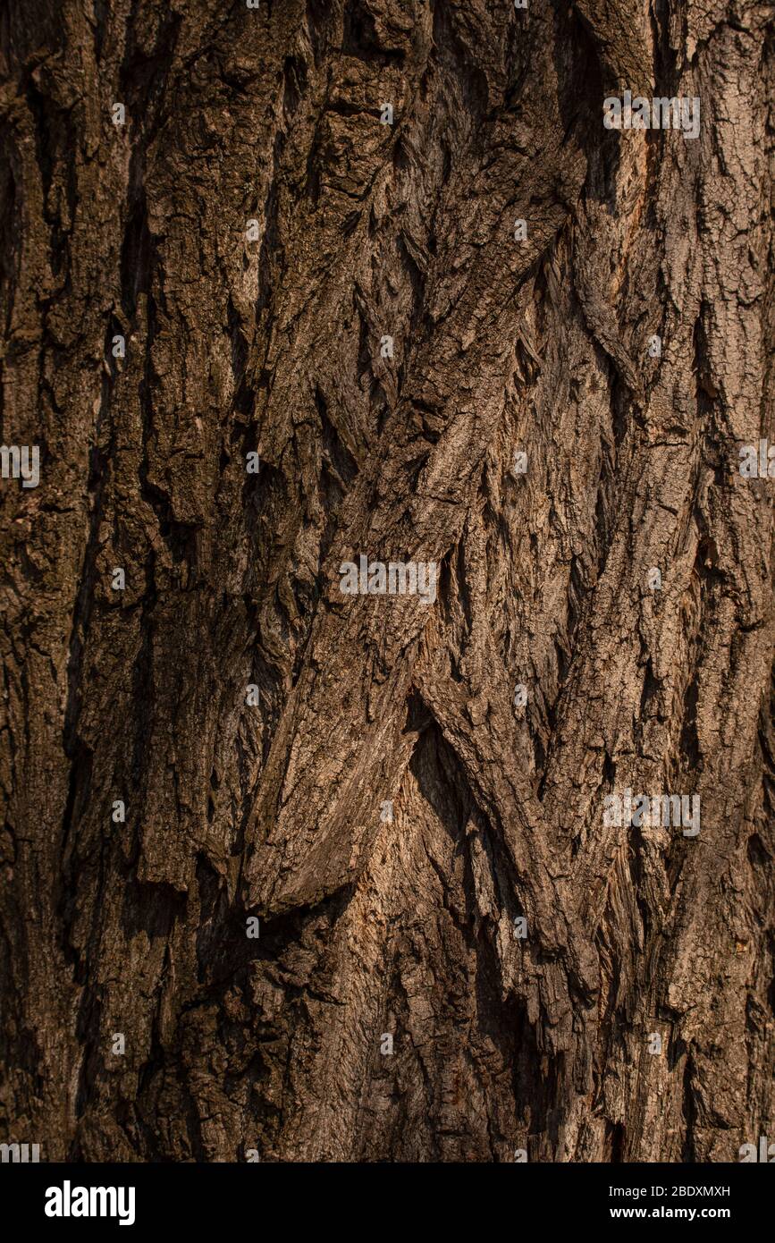 Old tree bark texture. Tree detail, texture Stock Photo - Alamy