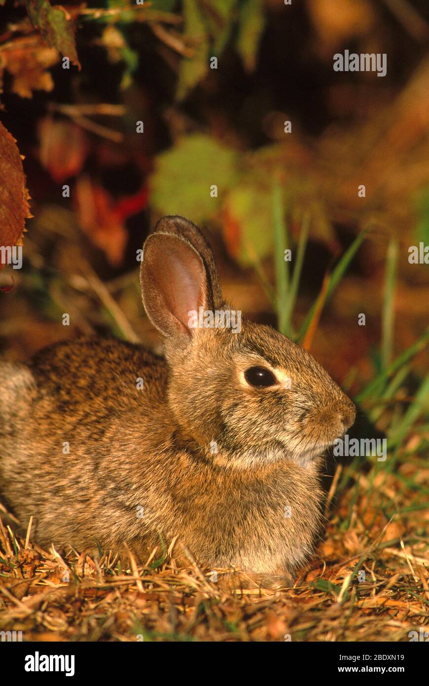 Connecticut rabbit hi-res stock photography and images - Alamy