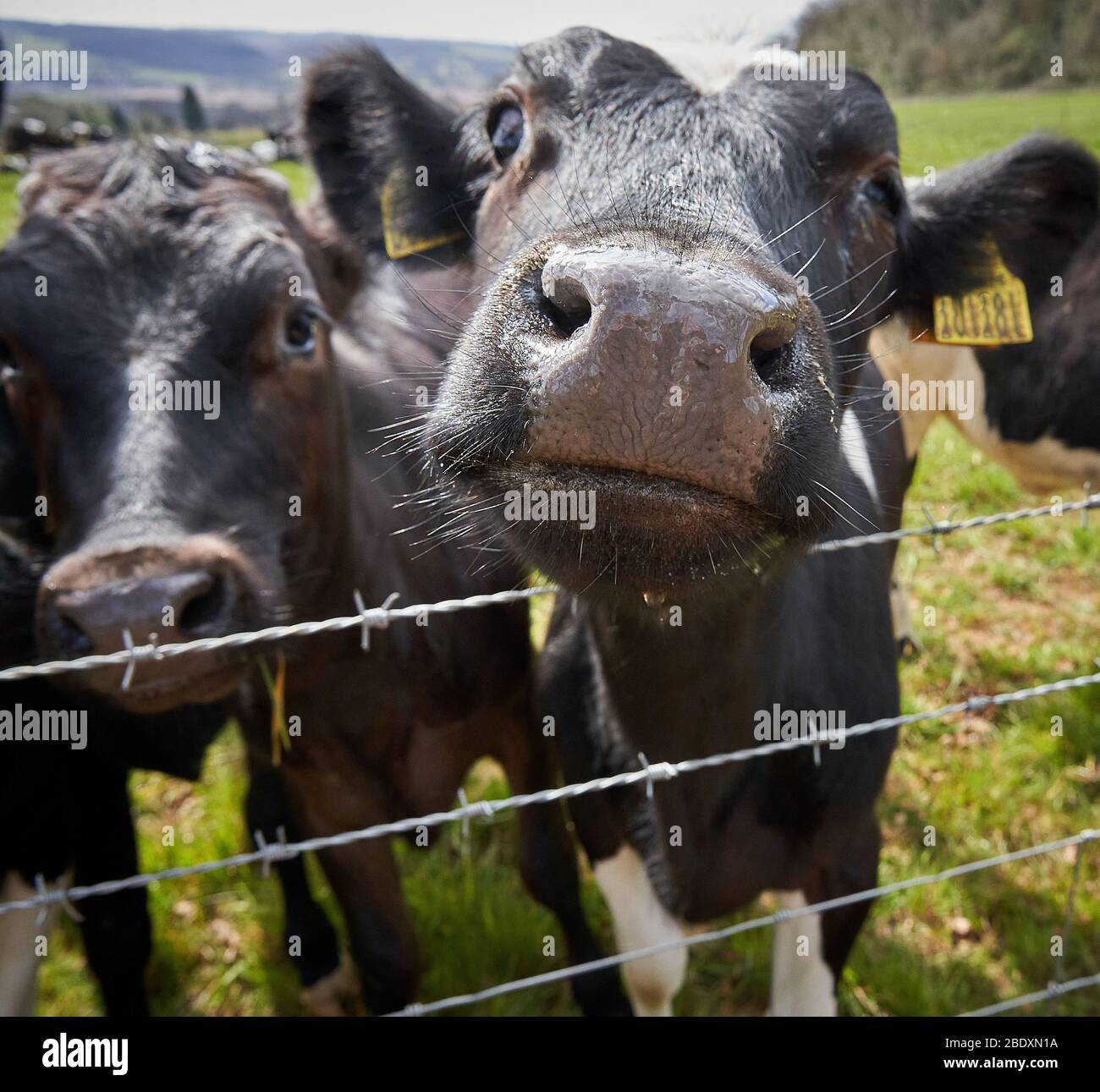 Friendly holstein friesian cattle hi-res stock photography and images ...