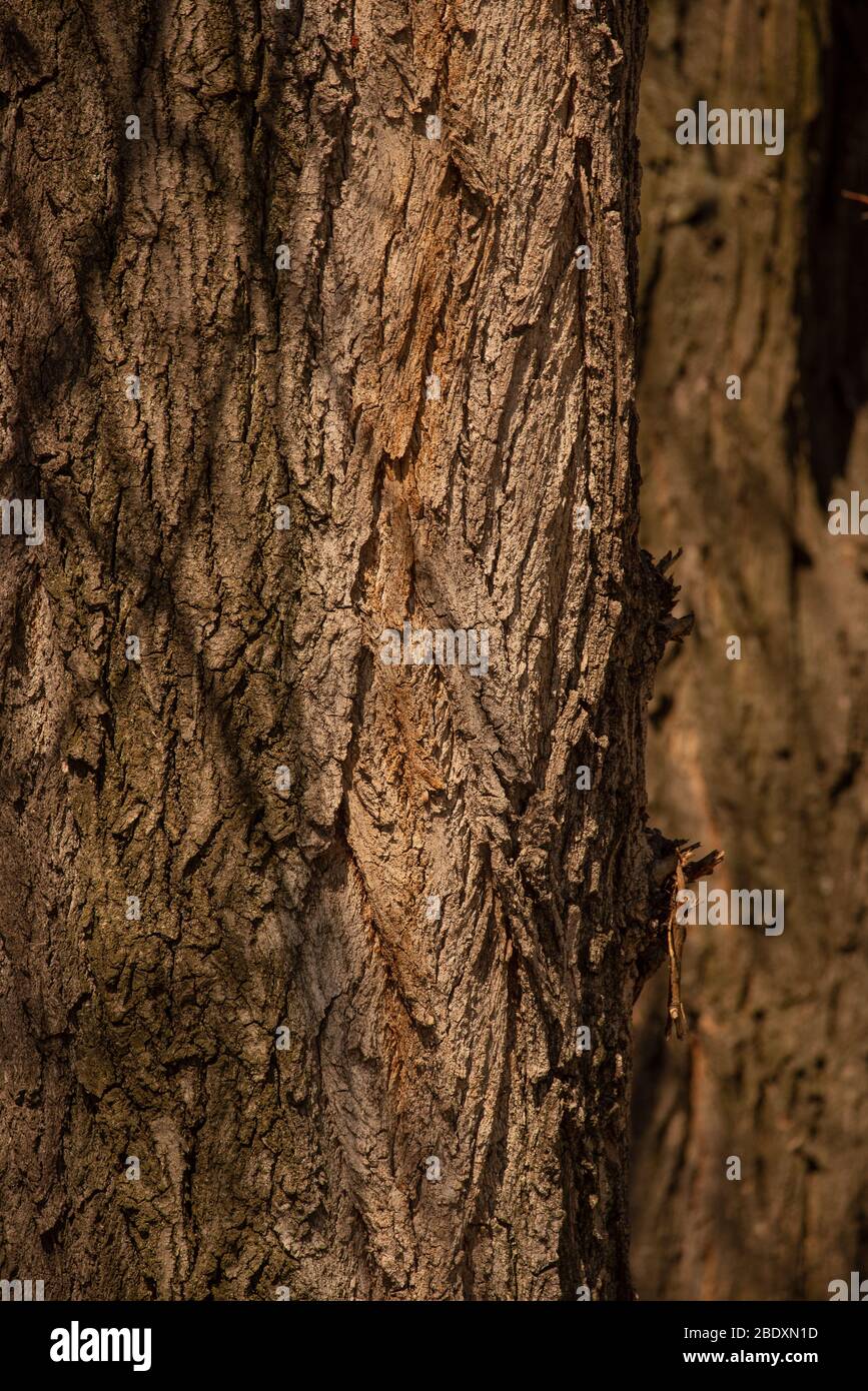 Old tree bark texture. Tree detail, texture Stock Photo - Alamy