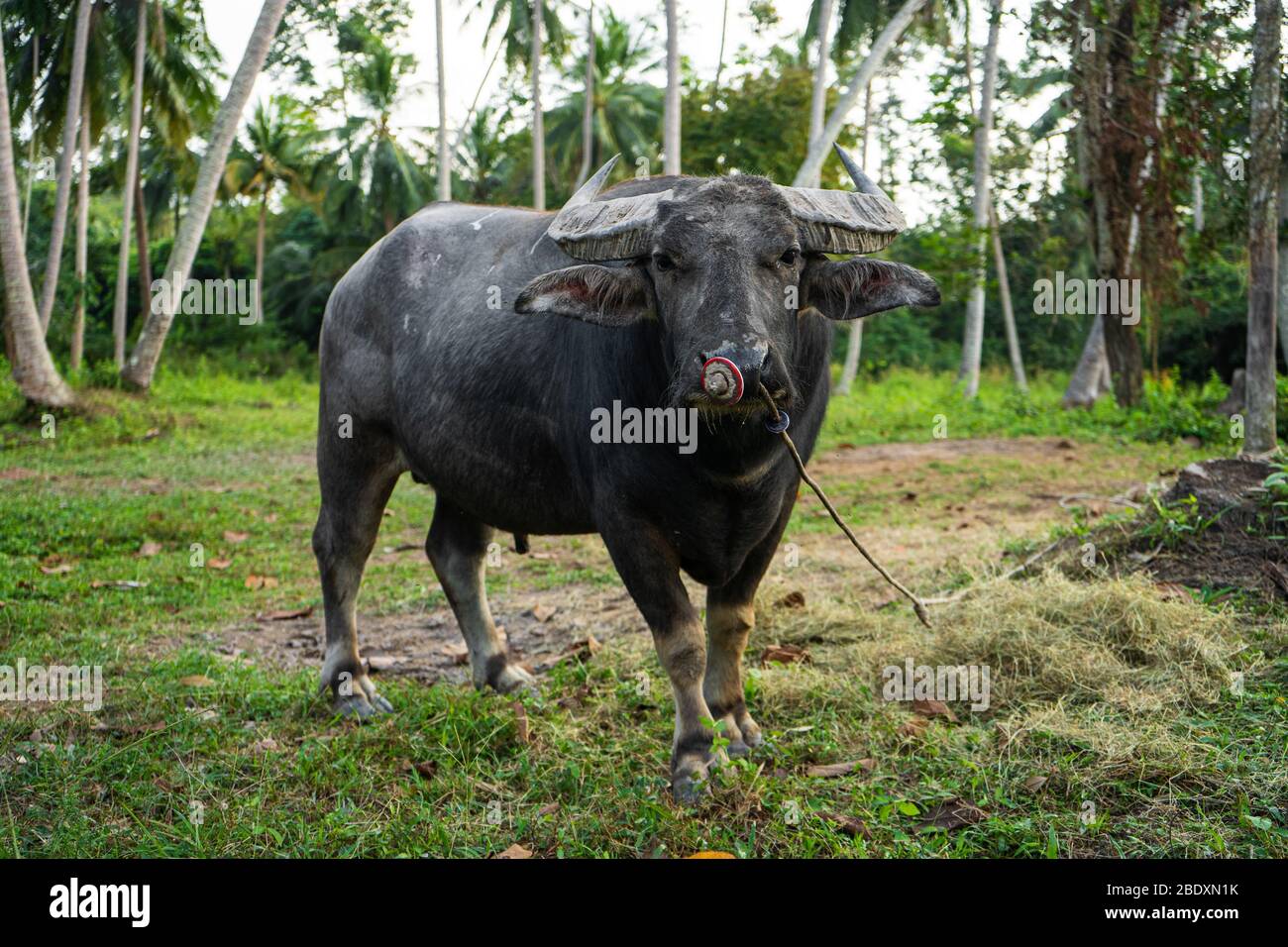 Black buffalo grazes in a meadow in the tropical jungle Stock Photo - Alamy