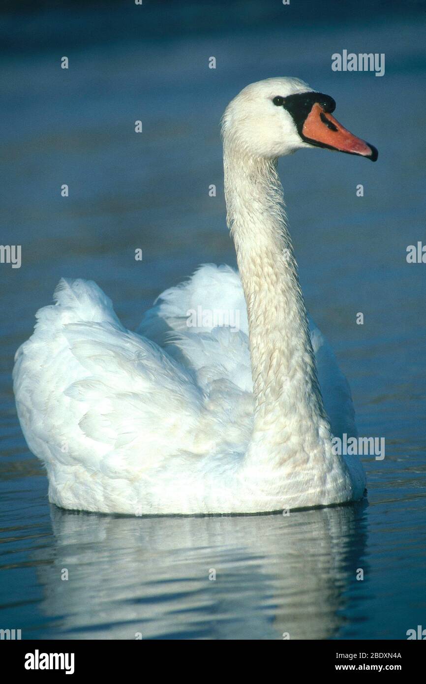 Swan face hi-res stock photography and images - Alamy