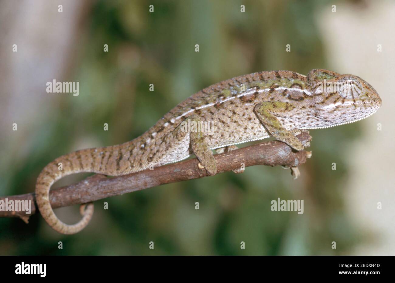 Defensive lizard tail hi-res stock photography and images - Alamy