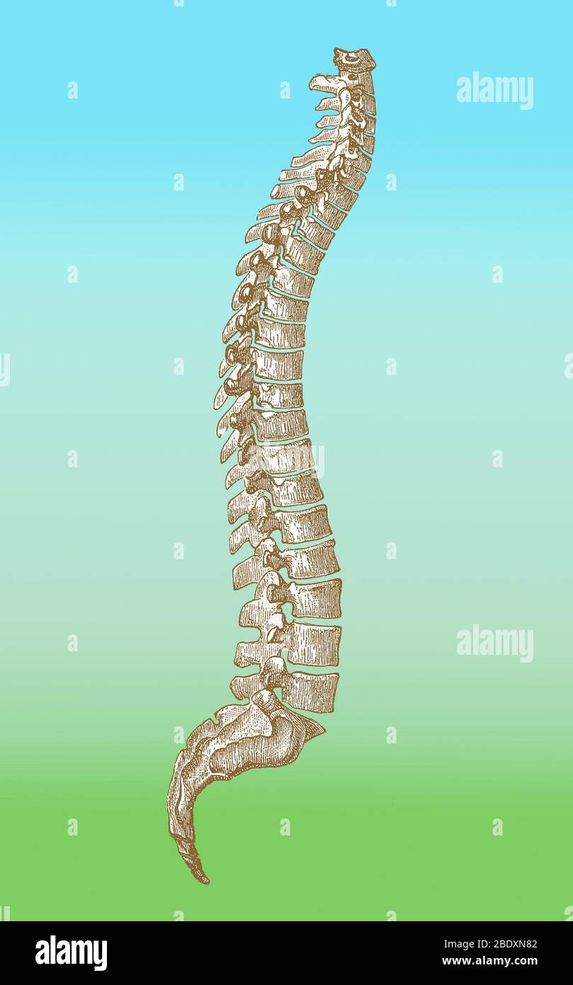 Spinal vertebral hi-res stock photography and images - Alamy