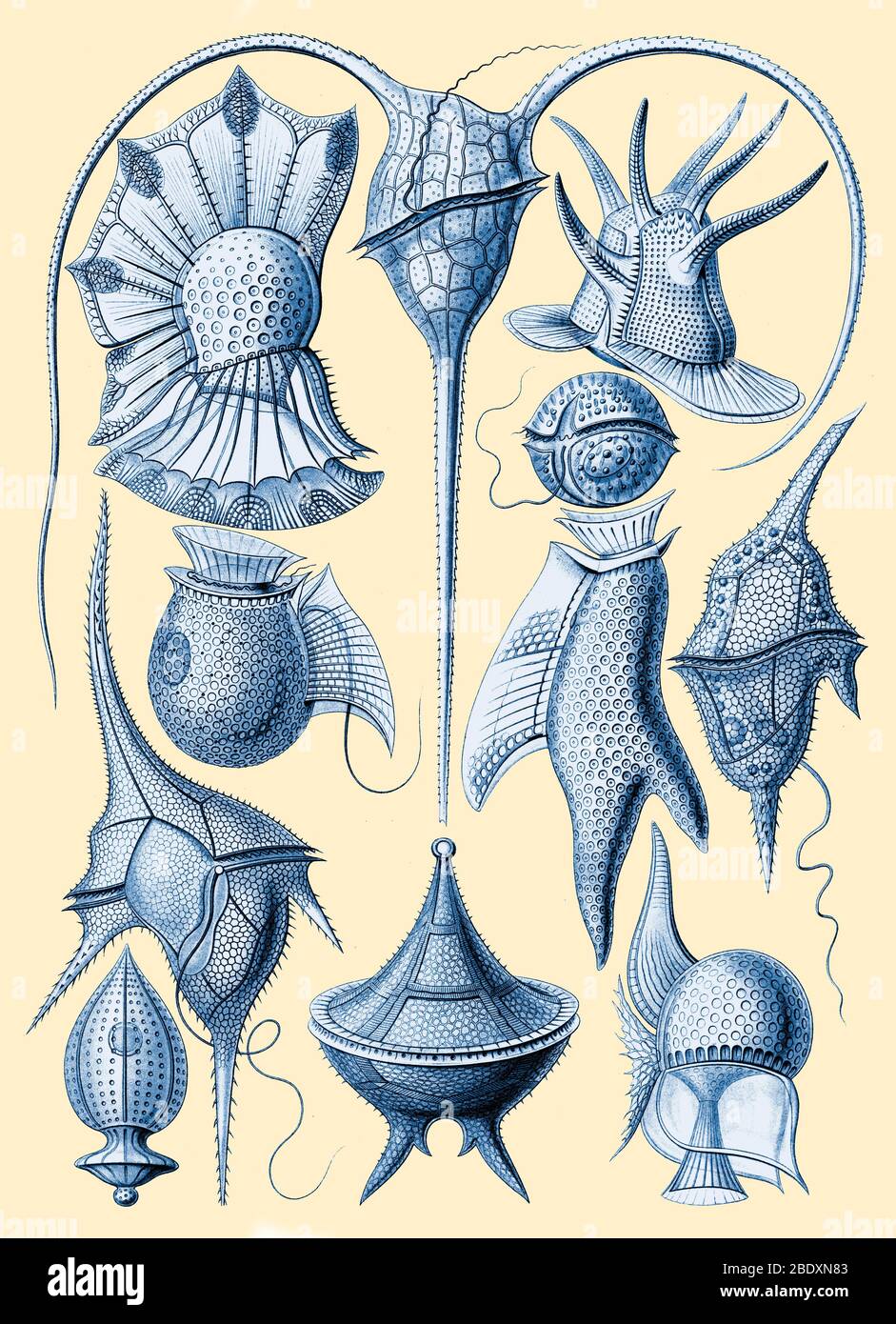 Freshwater Dinoflagellates
