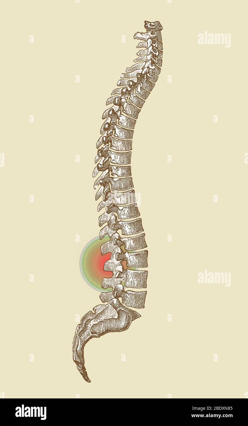 Lower body anatomy hi-res stock photography and images - Alamy